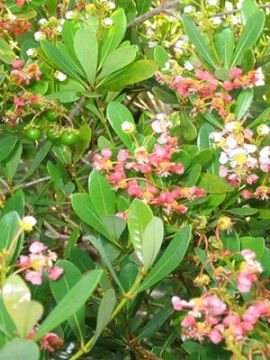 Landscape Plants that Enjoy Florida's Climate (Cont.) - Irrigation ...