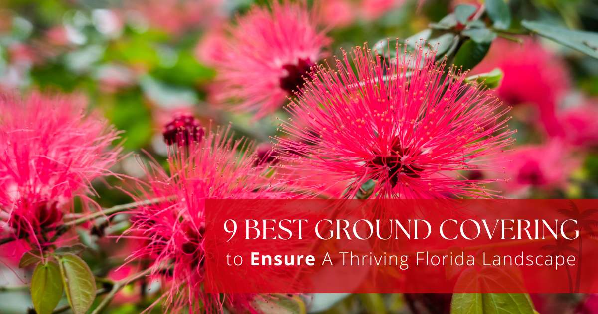 9 Best Ground Covering To Ensure A Thriving Florida Landscape ...