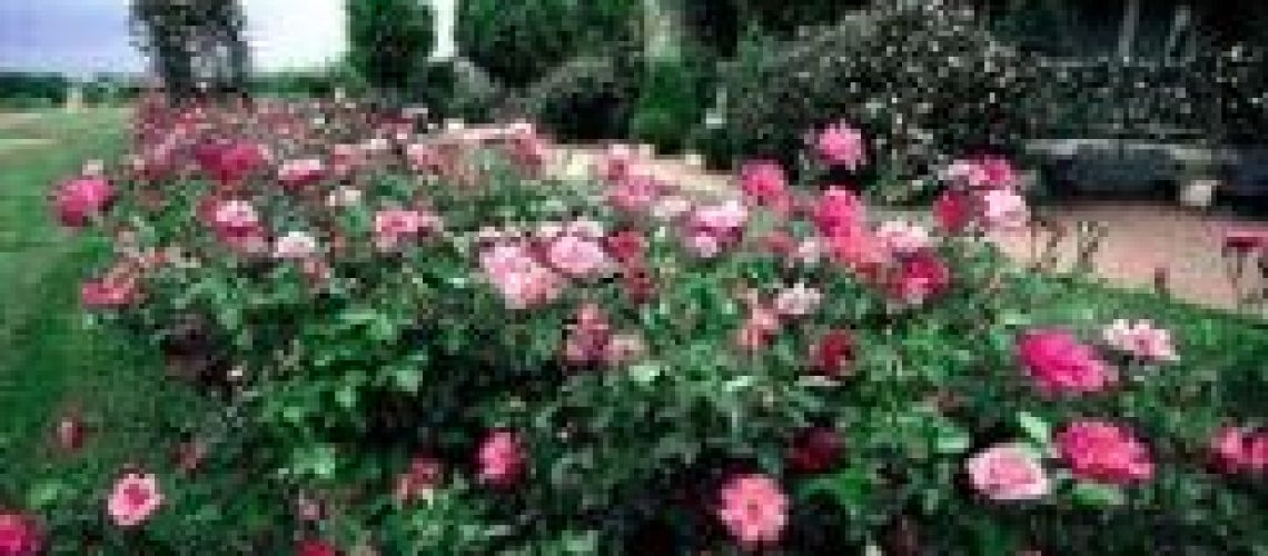 Florida Friendly Roses - The China Rose - Irrigation & Landscaping | R ...